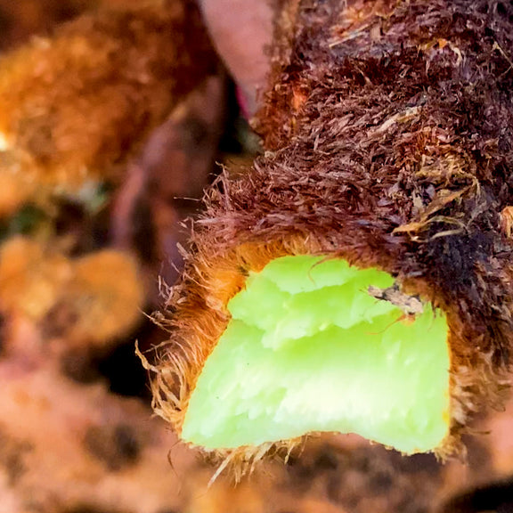 Mudavattukal Kilangu – Ueir Organic Foods