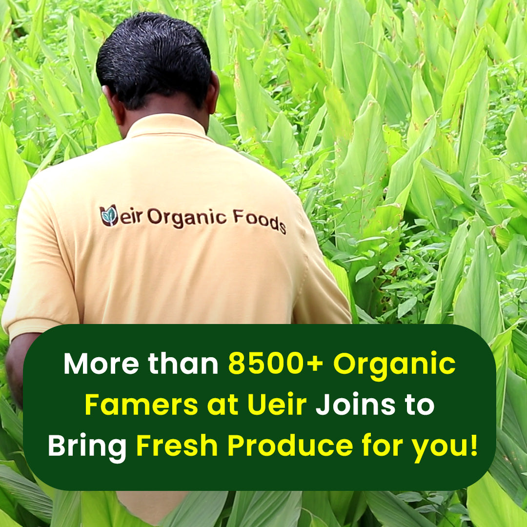 Pure Asafoetida Pisin: Unveiling the Essence of Aromatic Delight | Buy ...